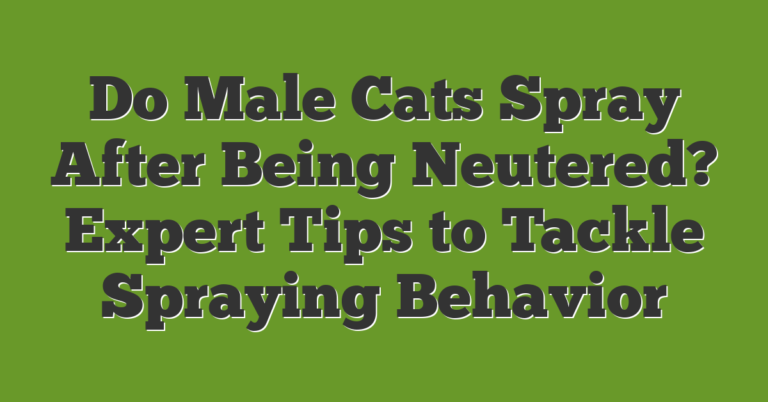 Do Male Cats Spray After Being Neutered? Expert Tips To Tackle Spraying ...