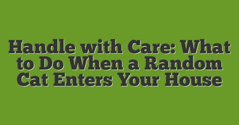 Handle With Care: What To Do When A Random Cat Enters Your House