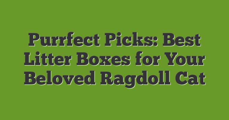 Purrfect Picks: Best Litter Boxes For Your Beloved Ragdoll Cat