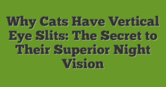Why Cats Have Vertical Eye Slits: The Secret To Their Superior Night Vision