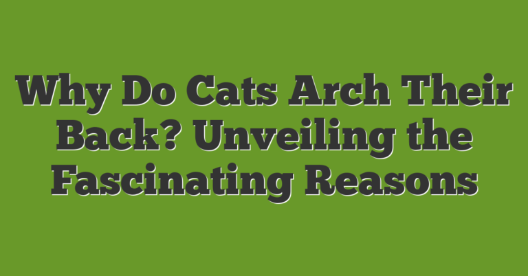 Why Do Cats Arch Their Back? Unveiling The Fascinating Reasons