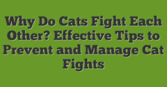 Why Do Cats Fight Each Other? Effective Tips To Prevent And Manage Cat ...