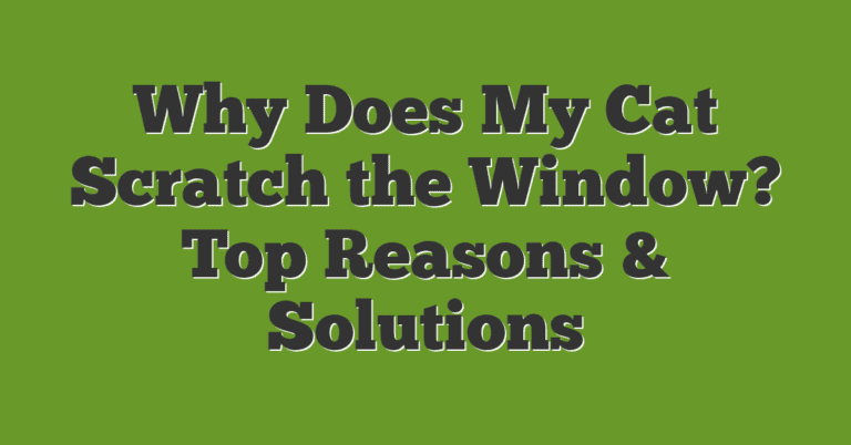 Why Does My Cat Scratch The Window? Top Reasons & Solutions