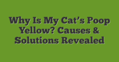 Why Is My Cat's Poop Yellow? Causes & Solutions Revealed