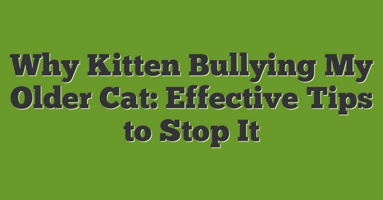 Why Kitten Bullying My Older Cat: Effective Tips To Stop It