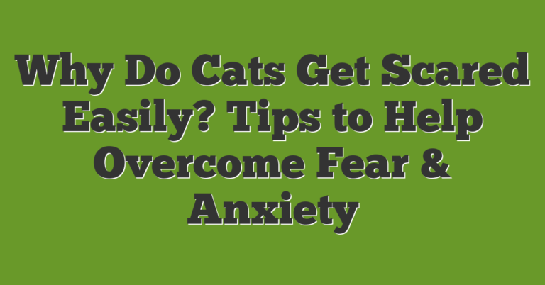 Why Do Cats Get Scared Easily? Tips To Help Overcome Fear & Anxiety