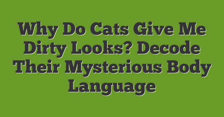 Why Do Cats Give Me Dirty Looks? Decode Their Mysterious Body Language