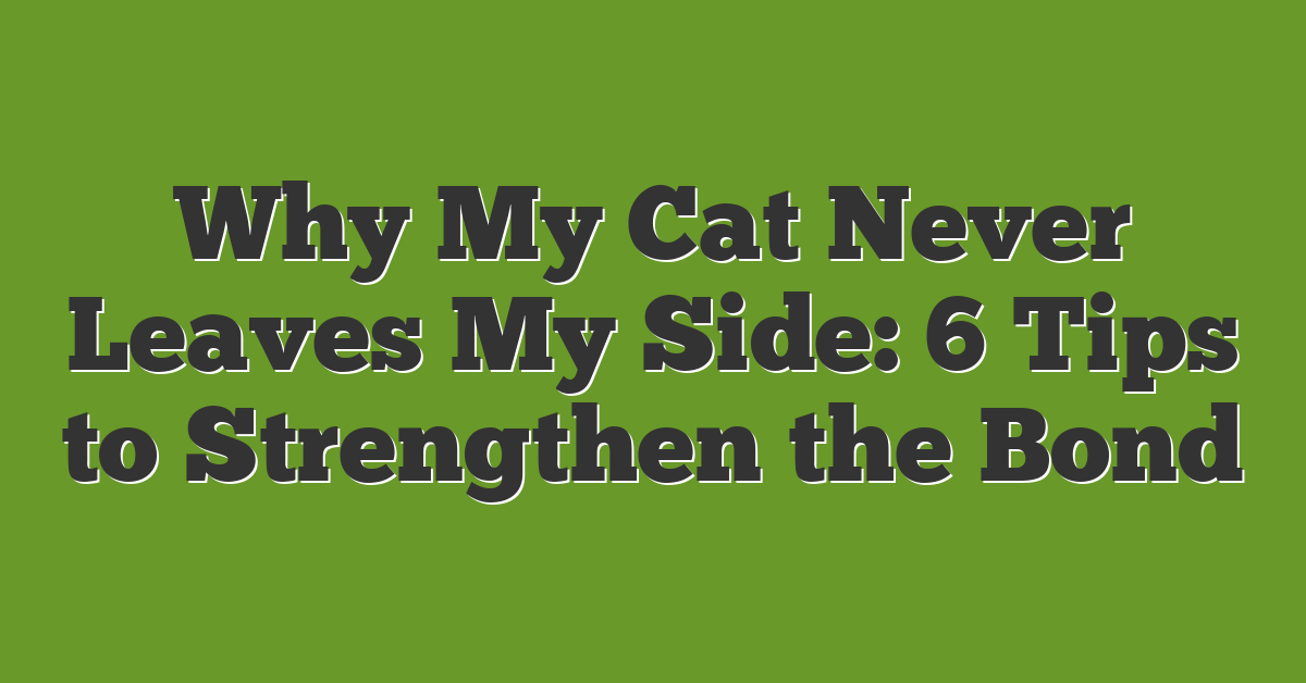 Why My Cat Never Leaves My Side: 6 Tips To Strengthen The Bond