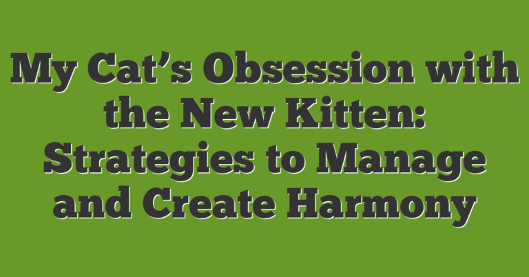 My Cat's Obsession With The New Kitten: Strategies To Manage And Create ...