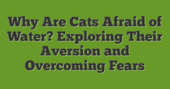 Why Are Cats Afraid Of Water? Exploring Their Aversion And Overcoming Fears