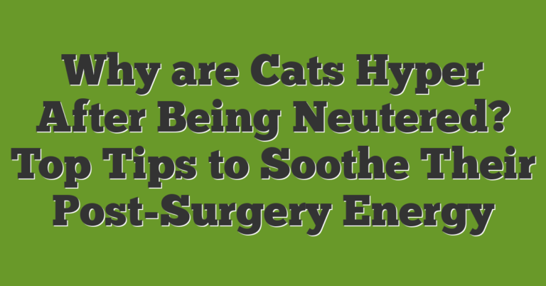 Why Are Cats Hyper After Being Neutered? Top Tips To Soothe Their Post-Surgery Energy