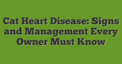 Cat Heart Disease: Signs And Management Every Owner Must Know