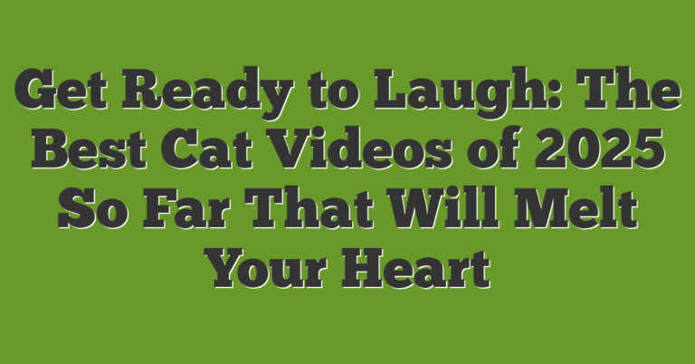 Get Ready To Laugh: The Best Cat Videos Of 2025 So Far That Will Melt ...