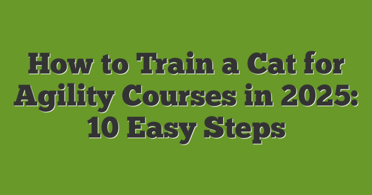 How To Train A Cat For Agility Courses In 2025: 10 Easy Steps