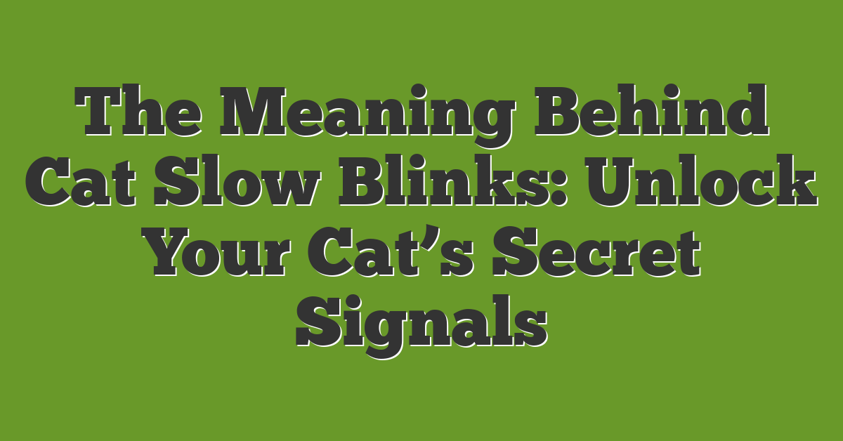 The Meaning Behind Cat Slow Blinks: Unlock Your Cat’s Secret Signals