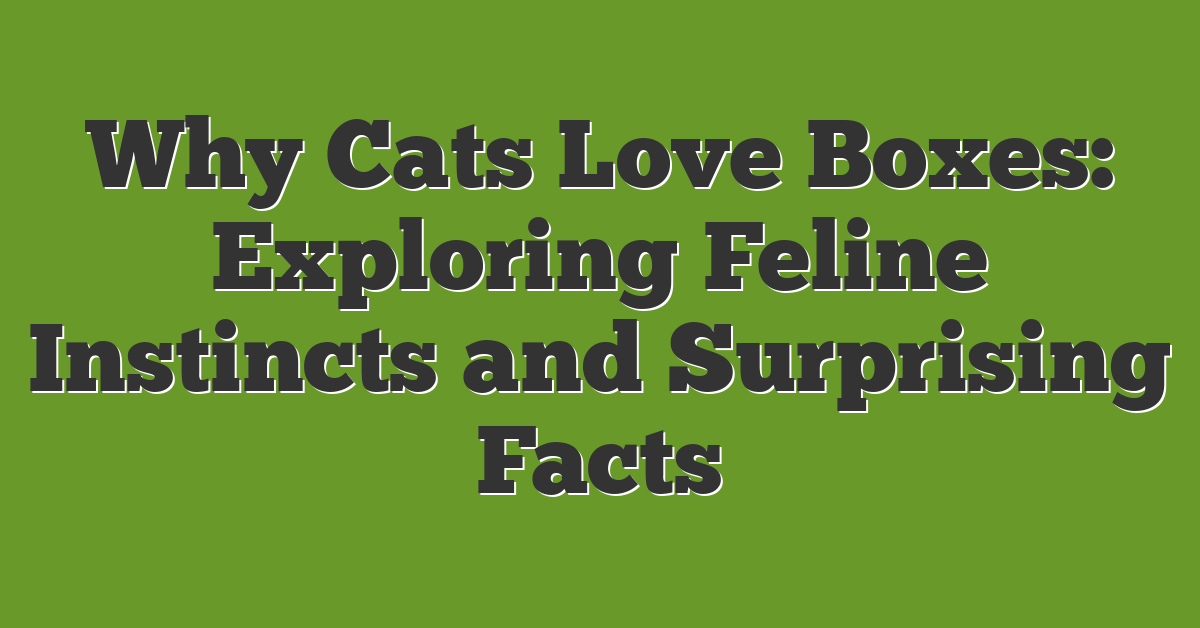 Why Cats Love Boxes: Exploring Feline Instincts And Surprising Facts