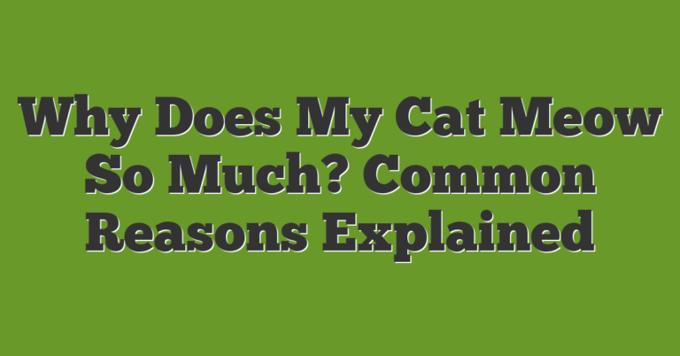 Why Does My Cat Meow So Much? Common Reasons Explained